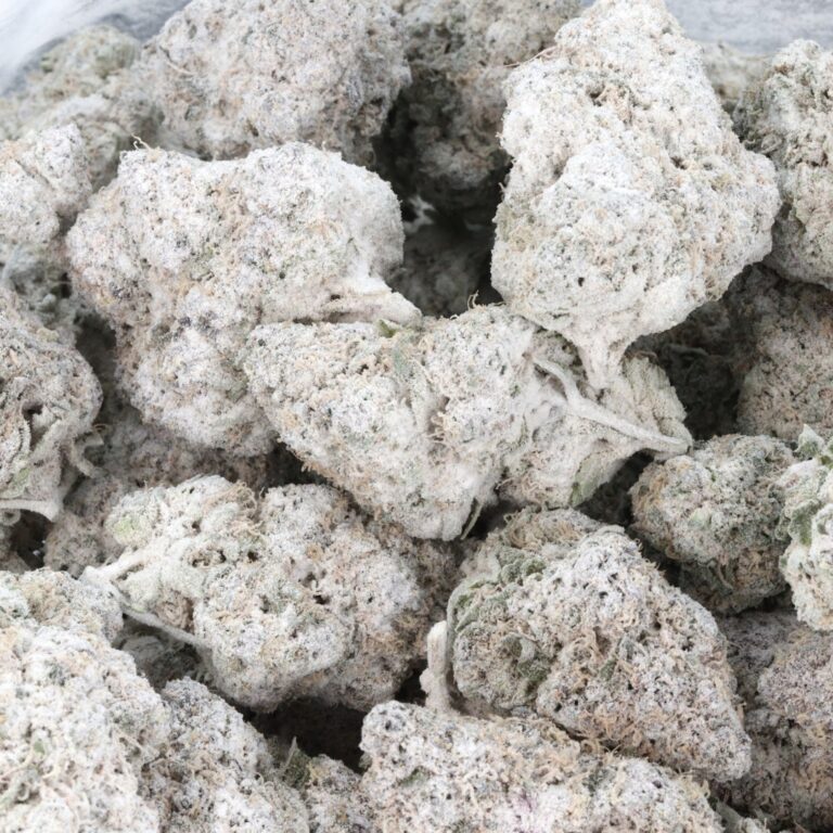 THCa Snowballs - Sherb Cream Pie Strain | Infused Weed